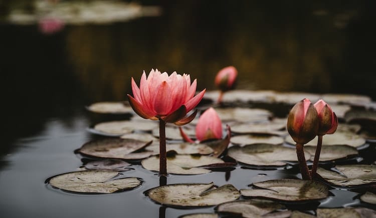 10 Resources for How to Teach Trauma-Sensitive Mindfulness